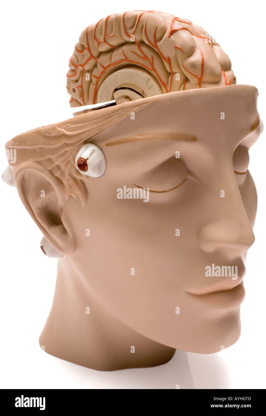 Open brain surgery hi-res stock photography and images - Alamy