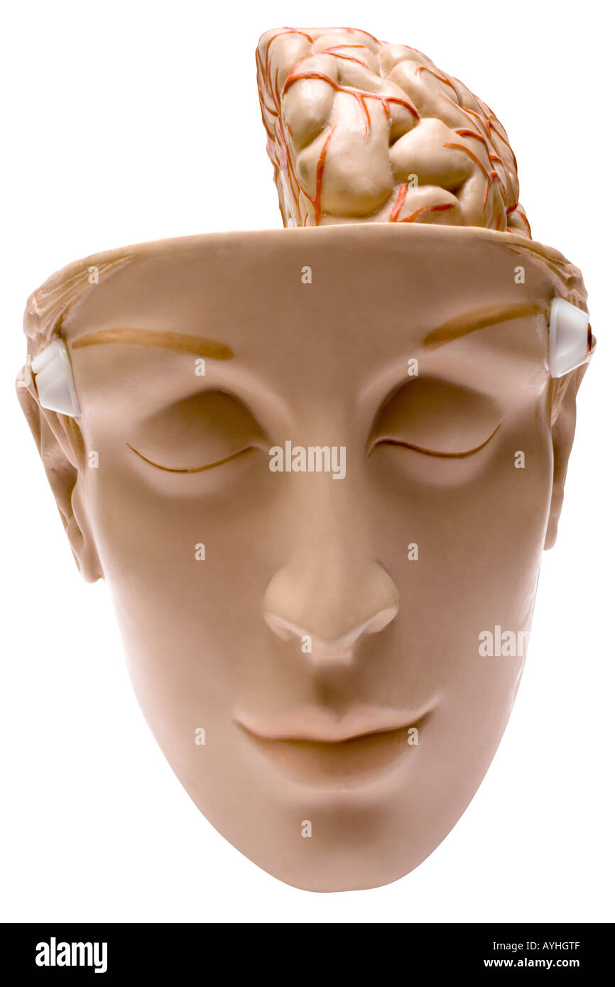 Human Brain (Front View Stock Photo - Alamy Human Brain (Front View Stock Photo - Alamy