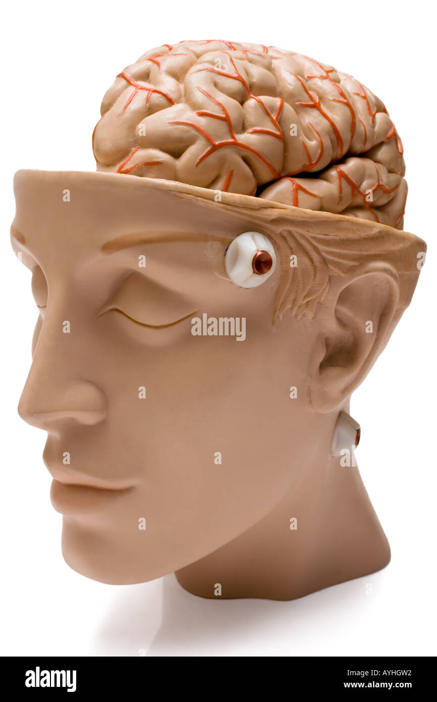 Brain Front View