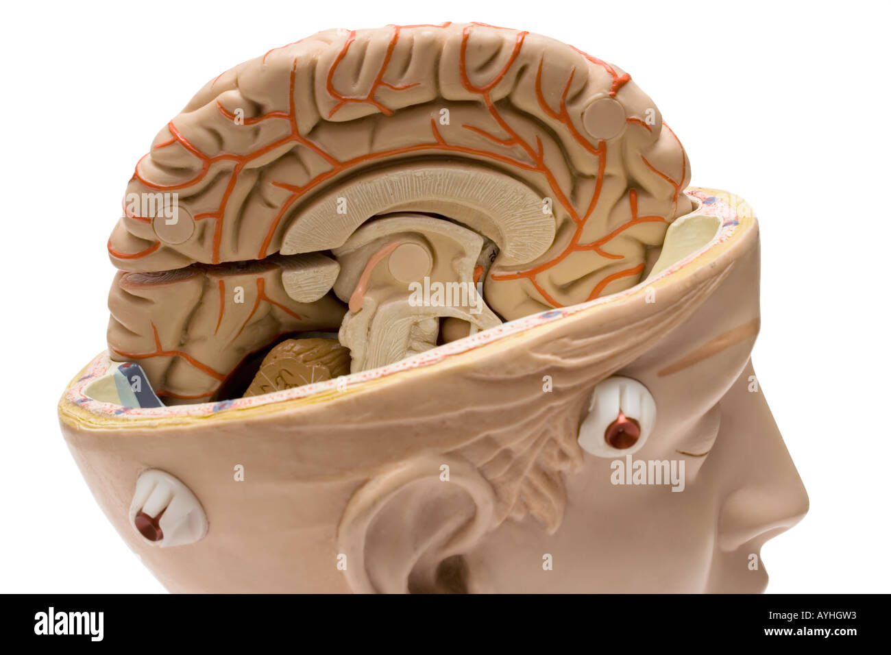 Close up portrait scientist thinking hi-res stock photography and ...