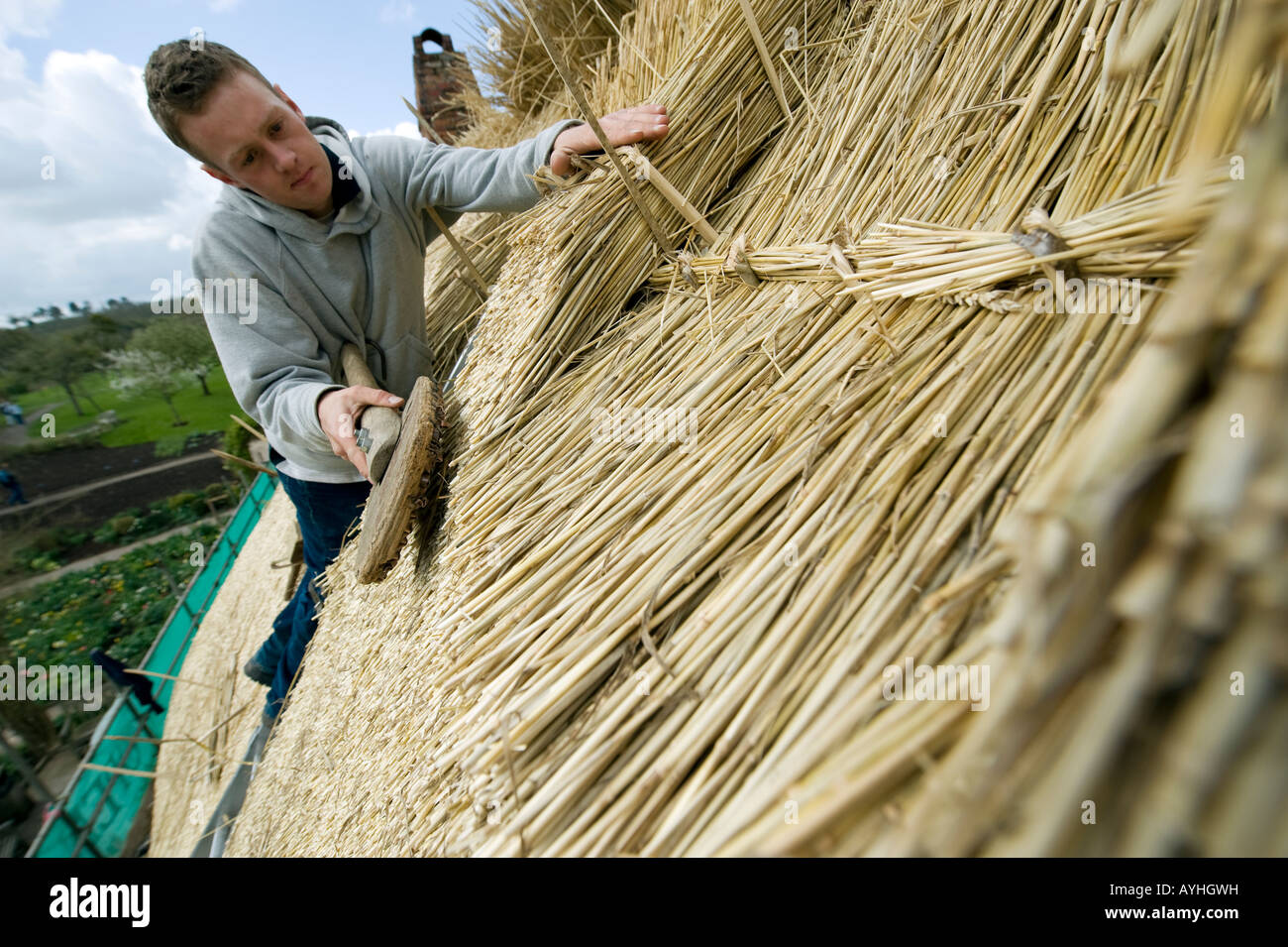 Master Thatcher James Caro uses a "Leggett" on thatching straw to ...