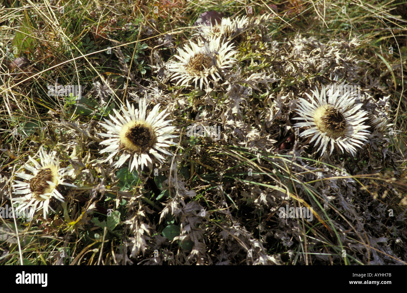 Silberdistel hi-res stock photography and images - Alamy