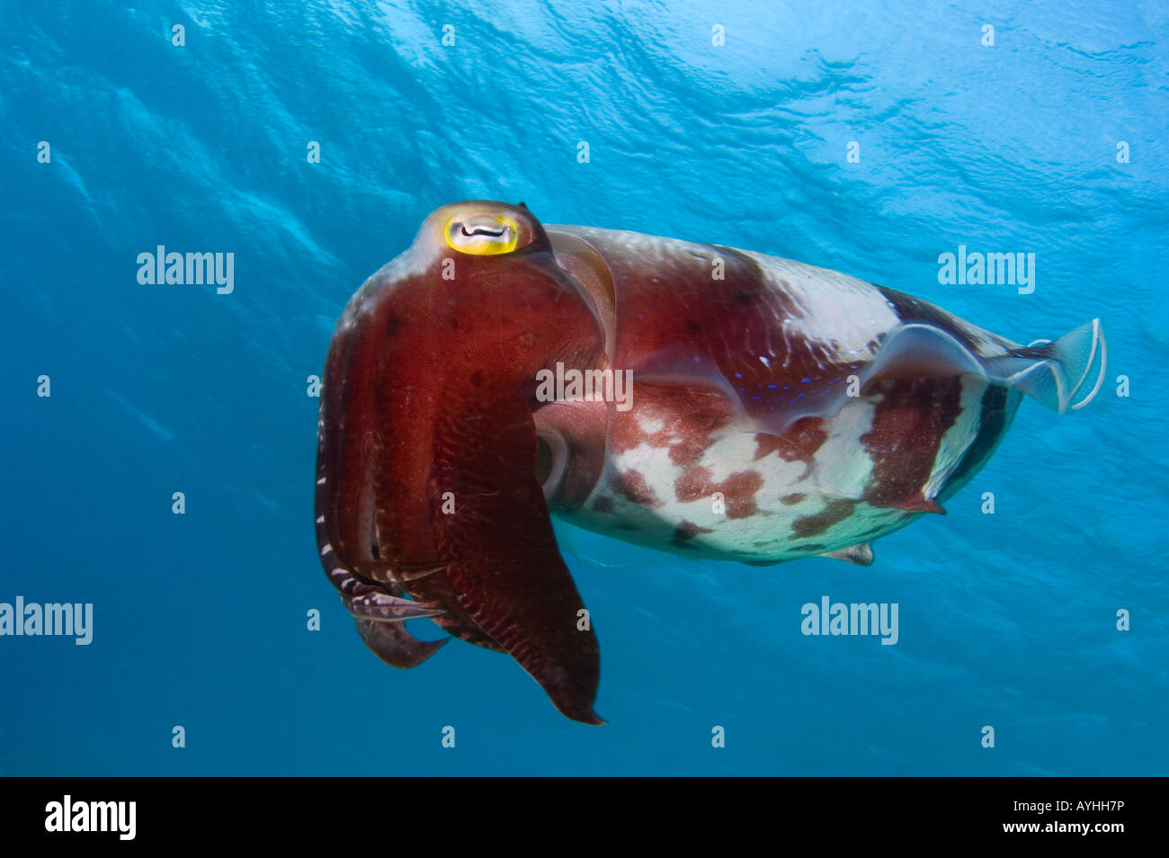 Cuttlefish hi-res stock photography and images - Alamy