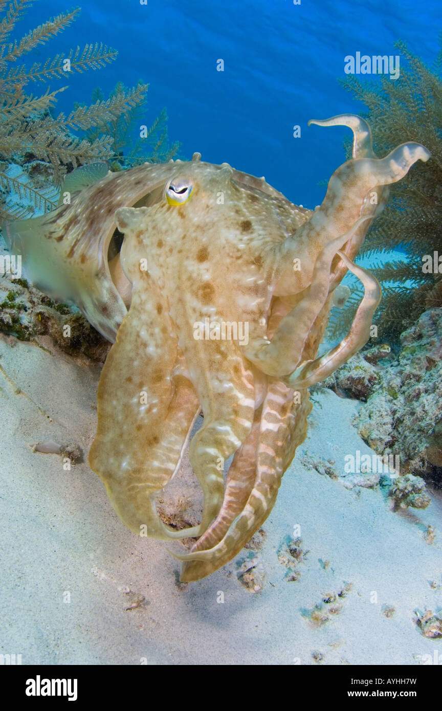 Cuttlefish hi-res stock photography and images - Alamy