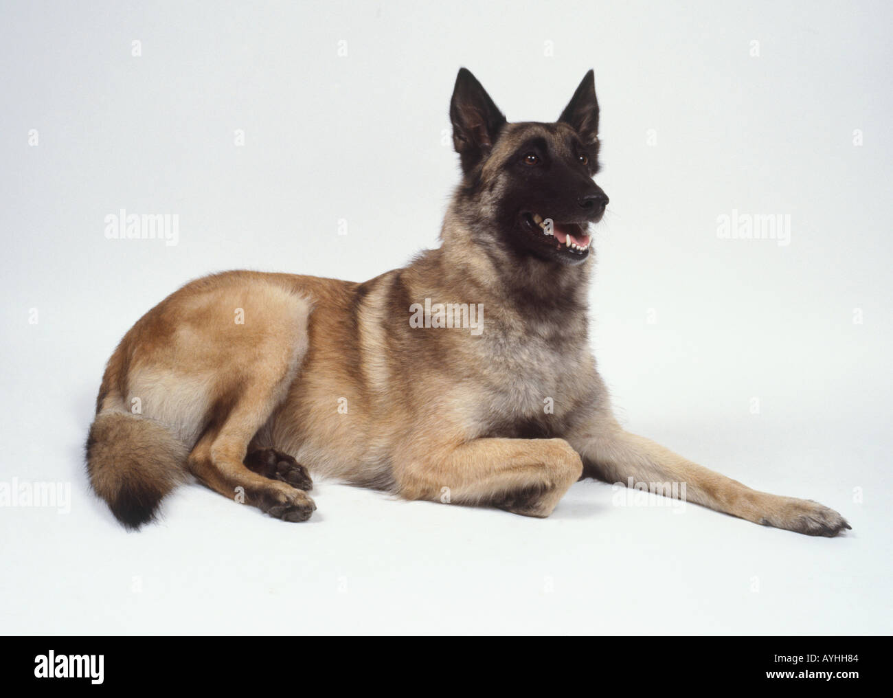 Belgian malinois working dog hi-res stock photography and images - Alamy