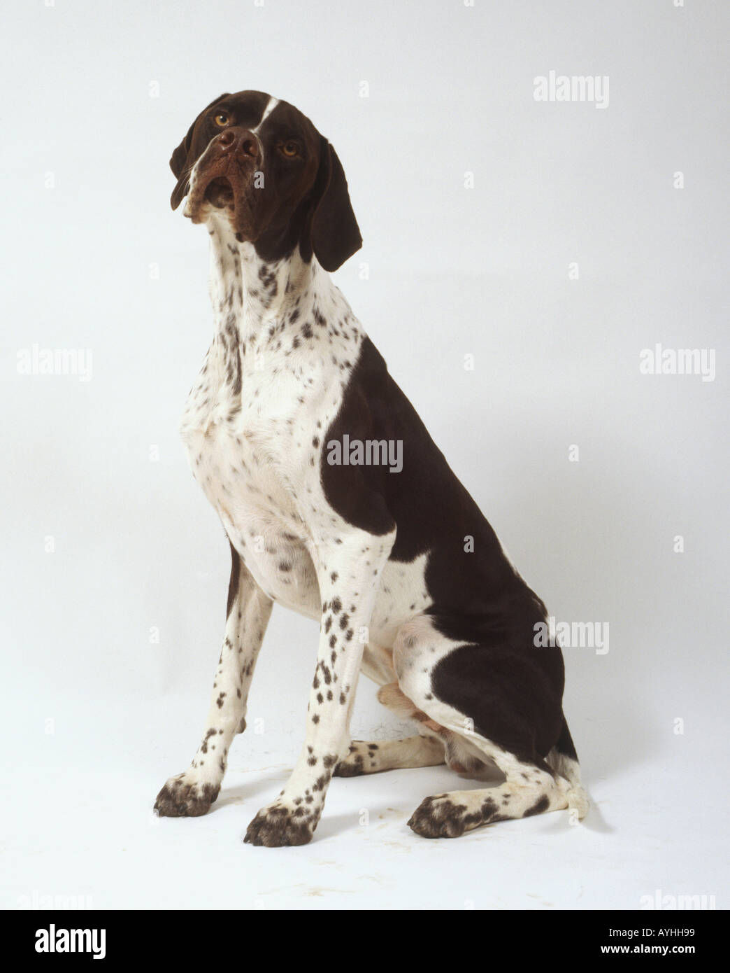 Dog sitting on hind legs hi-res stock photography and images - Alamy