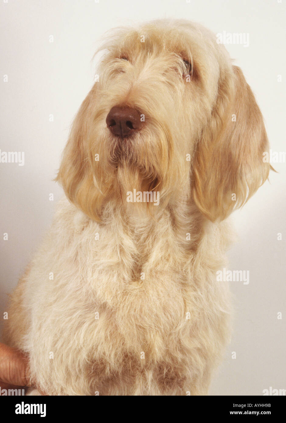 Spinone italiano dog hi-res stock photography and images - Alamy