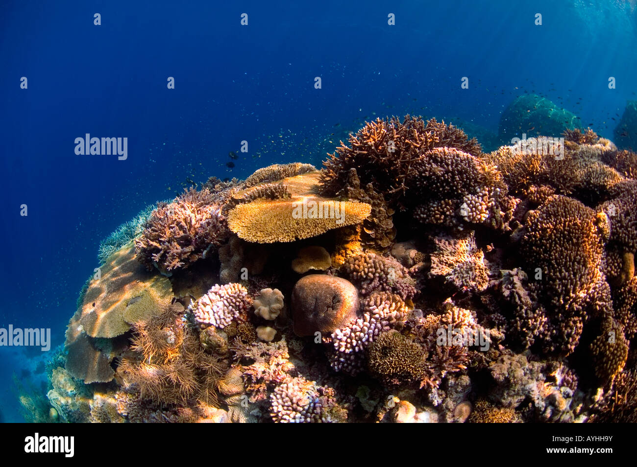 Healthy hard coral reef scene with several species of hard coral ...