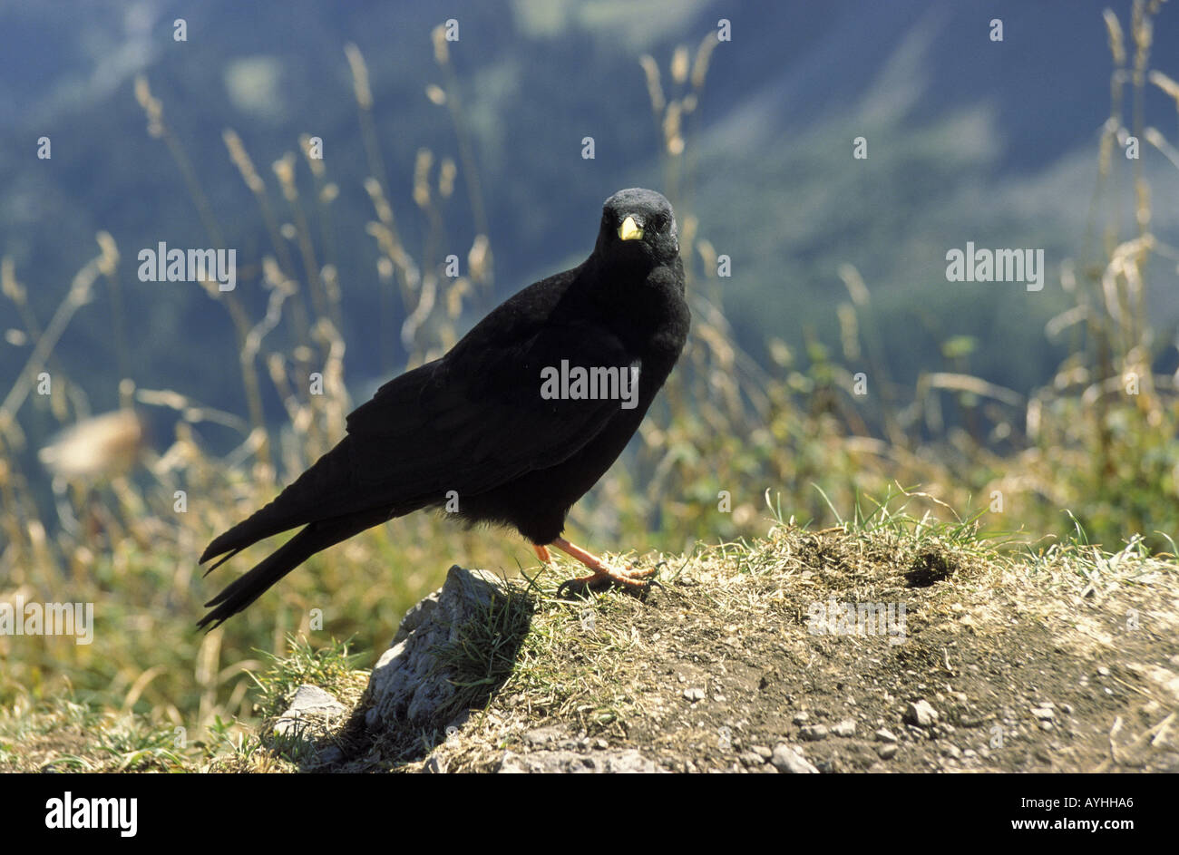 Bergdohle hi-res stock photography and images - Alamy