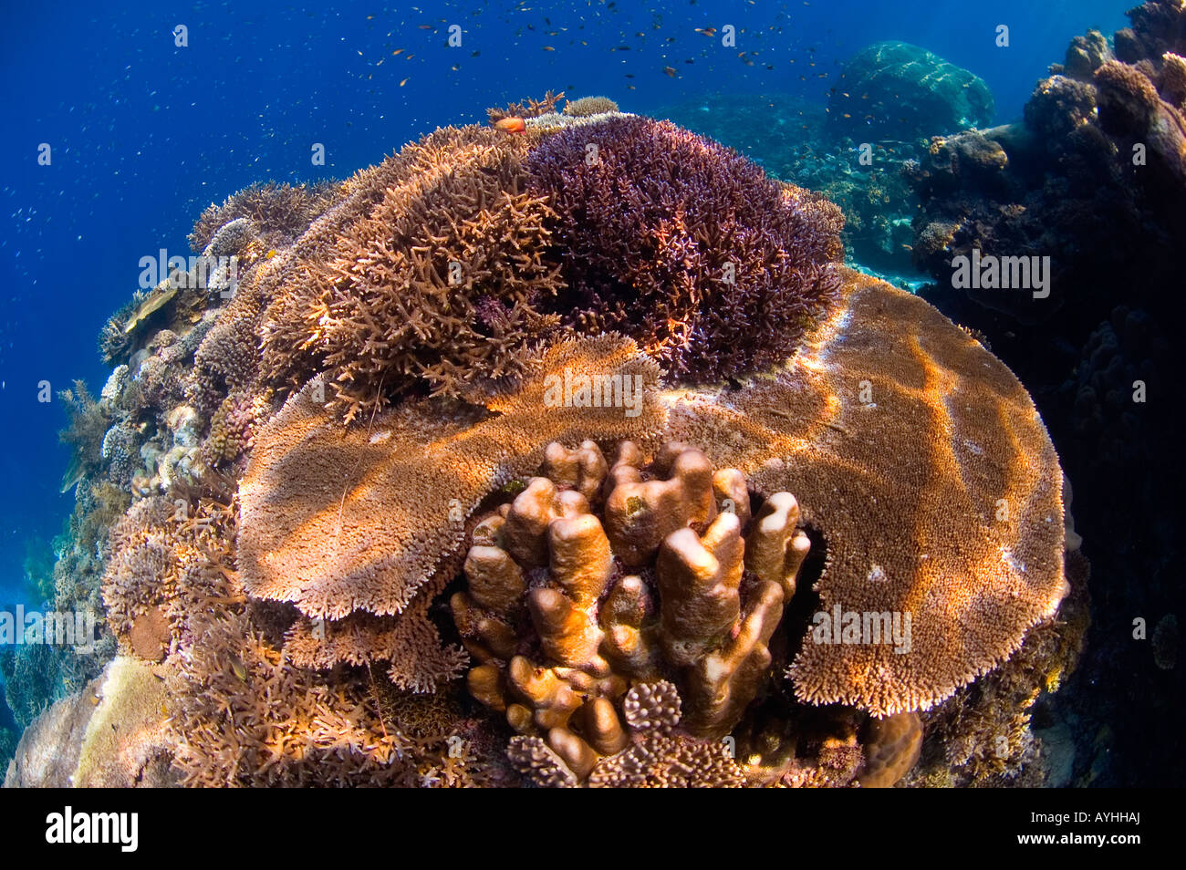 Healthy hard coral reef scene with several species of hard coral ...