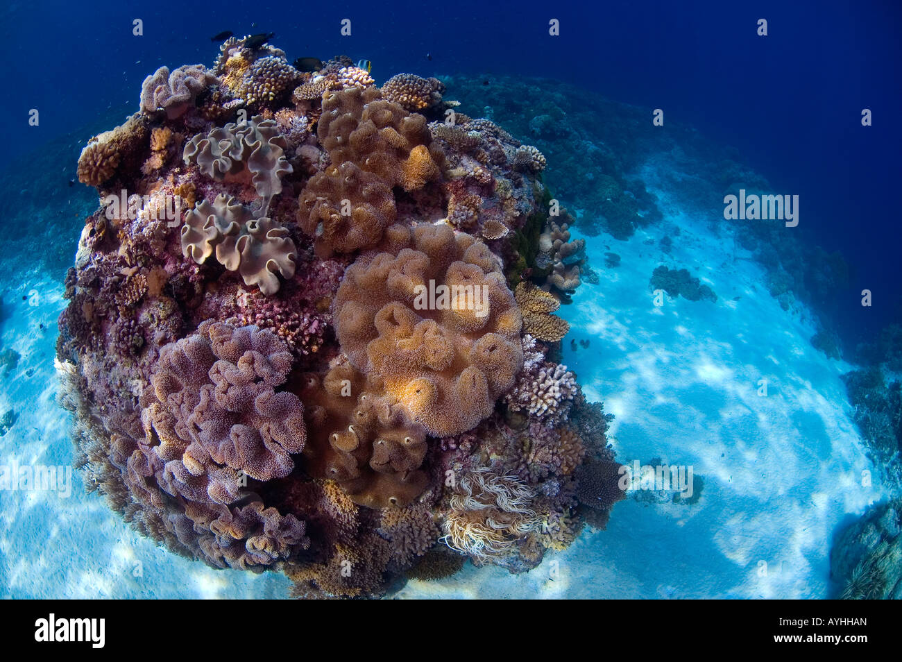 Healthy hard coral reef scene with several species of hard coral ...