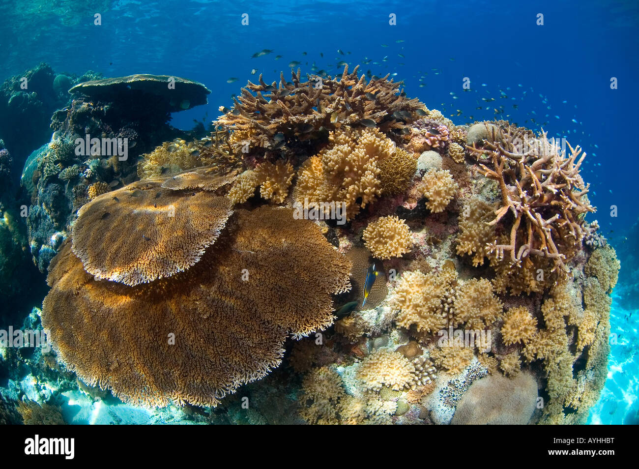 Healthy hard coral reef scene with several species of hard coral ...