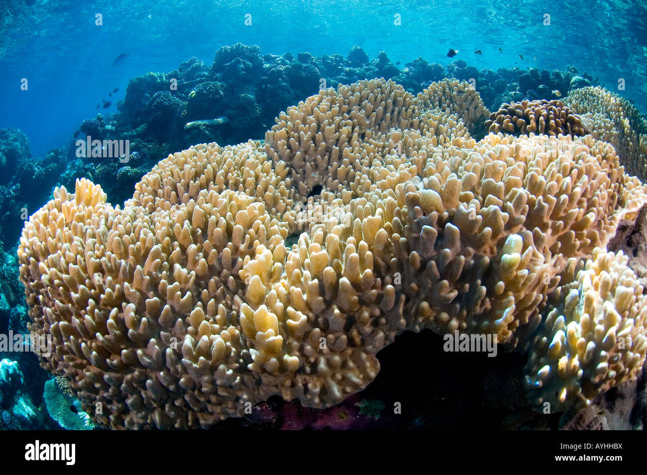 Healthy hard coral reef scene with several species of hard coral ...
