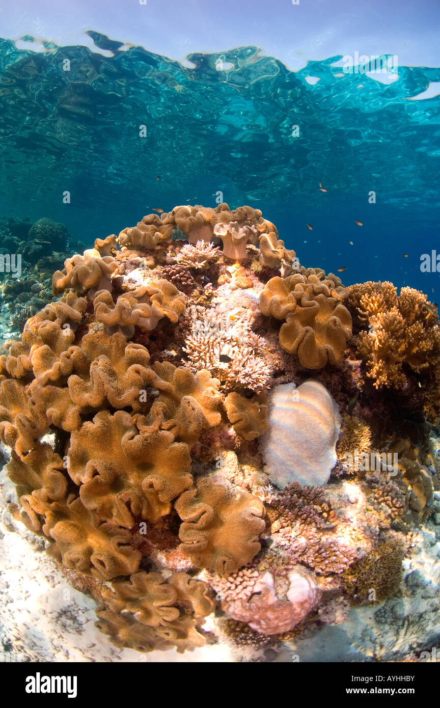 Healthy hard coral reef scene with several species of hard coral ...