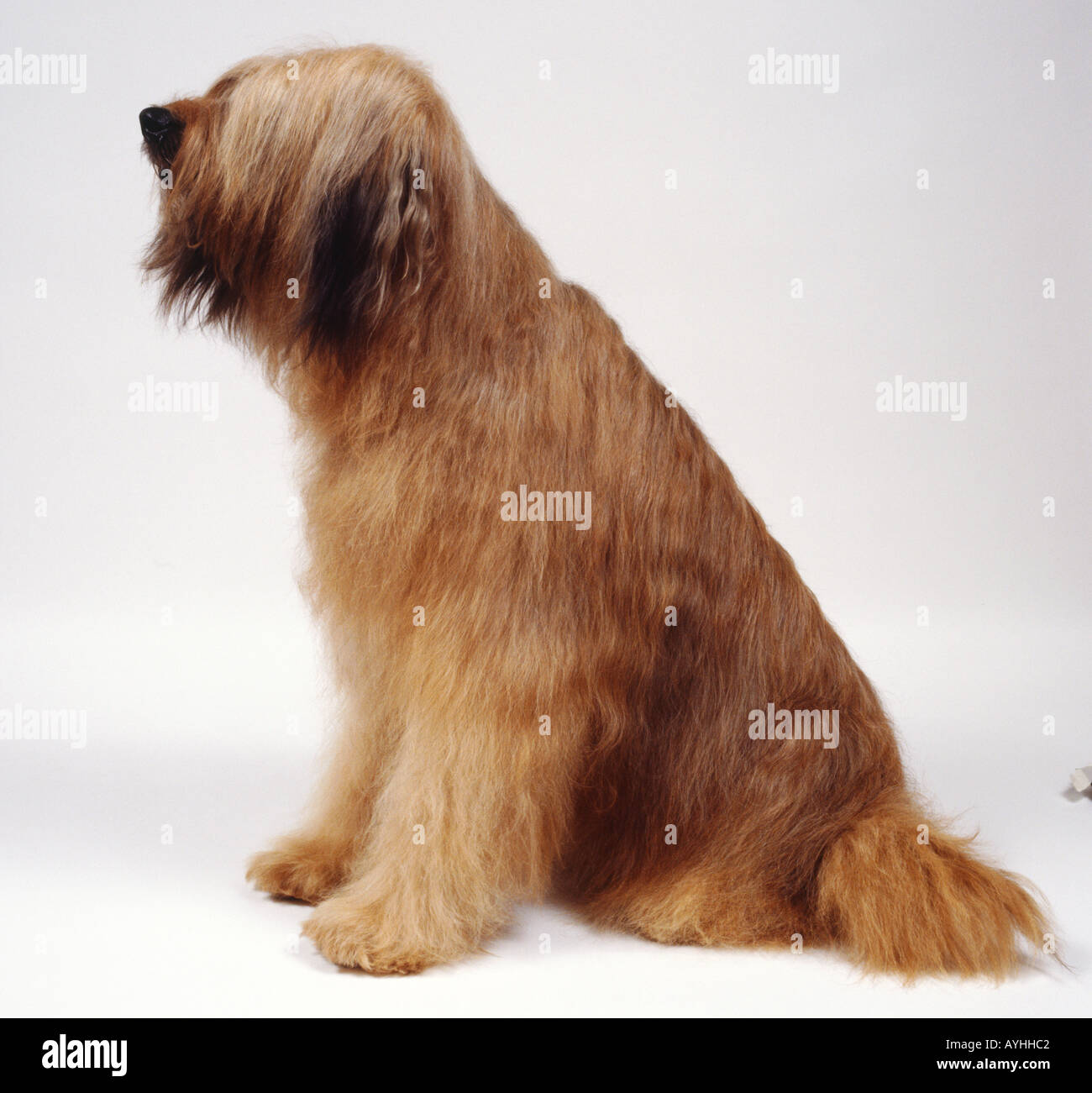 French sheepdog hi-res stock photography and images - Alamy