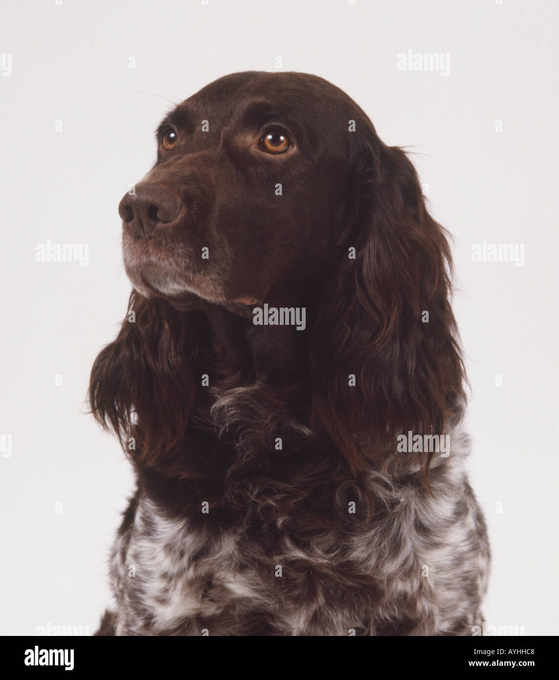 Black Cocker Spaniel German Shepherd Mix