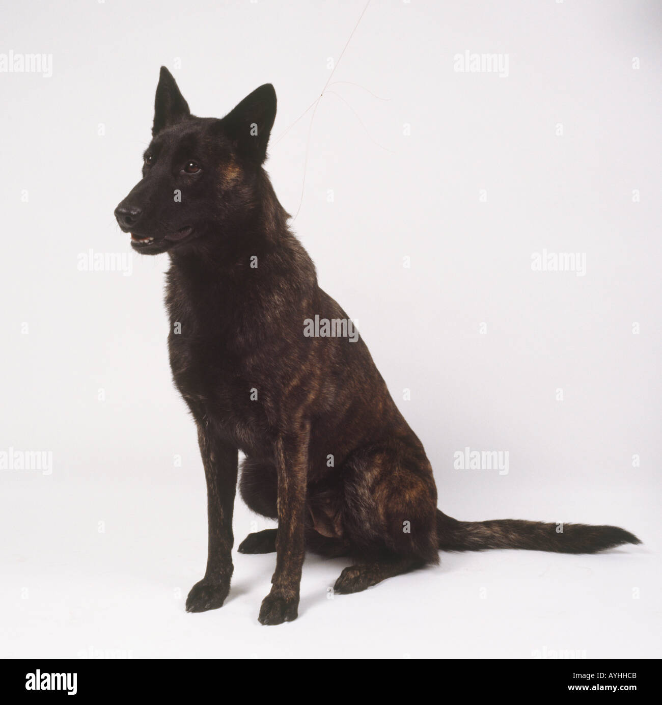 Dutch shepherd dog hi-res stock photography and images - Alamy