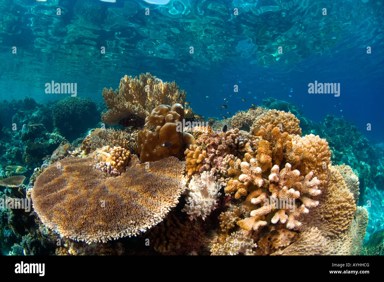 Healthy hard coral reef scene with several species of hard coral ...