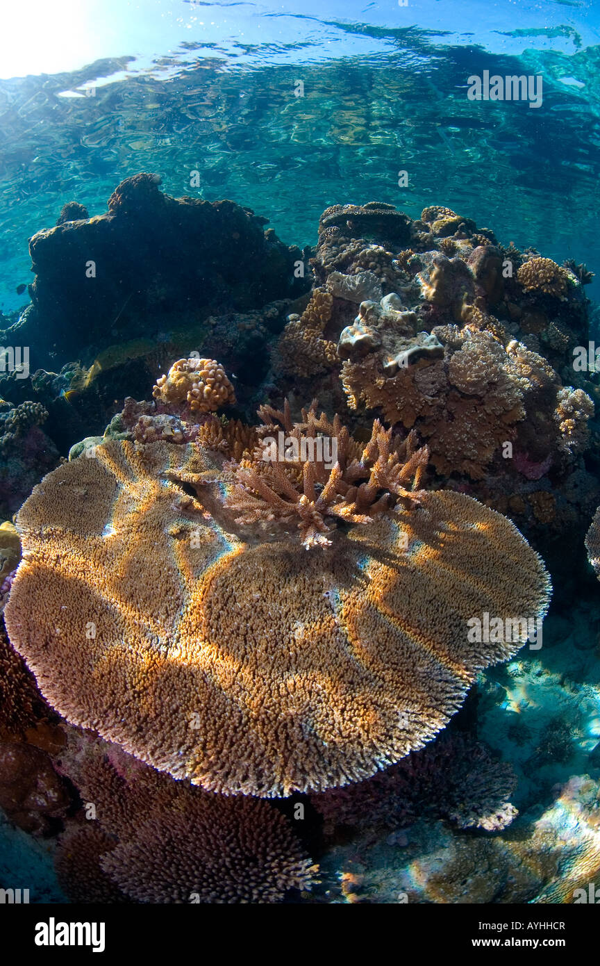 Healthy hard coral reef scene with several species of hard coral ...