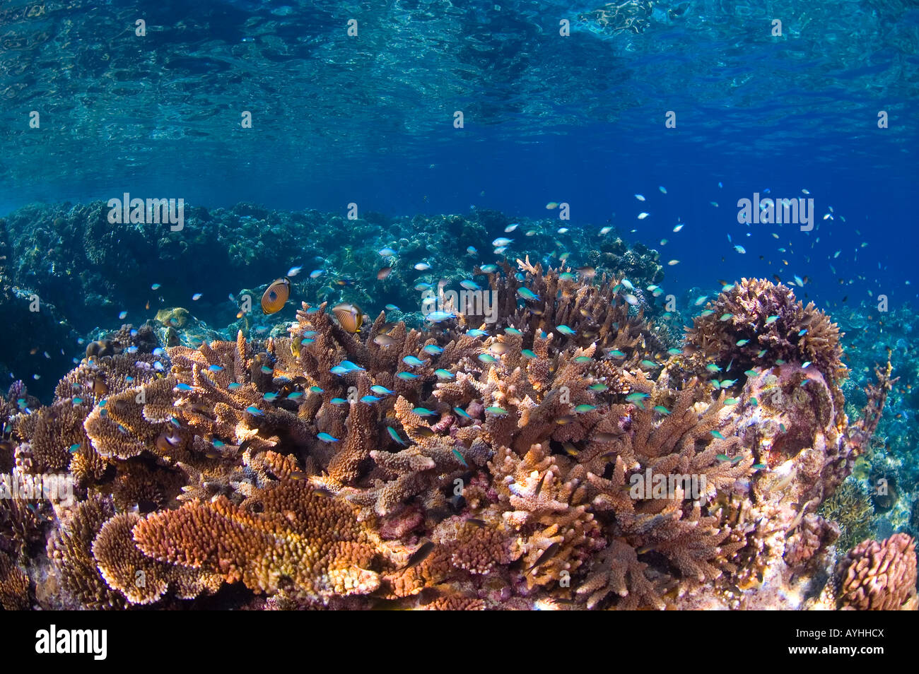 Healthy hard coral reef scene with several species of hard coral ...