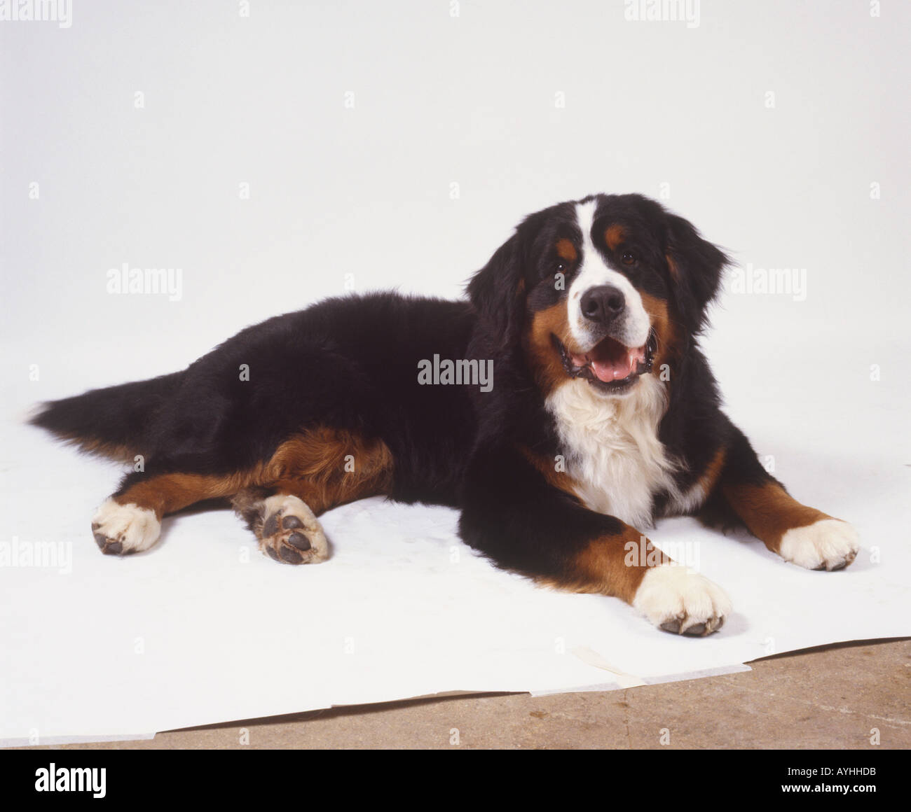 Bernese mountain dog breeds hi-res stock photography and images - Alamy