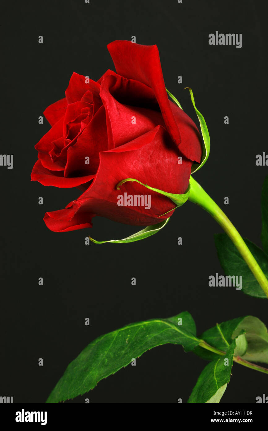 Striking deep red single stem fresh rose with green leaves and stem and ...