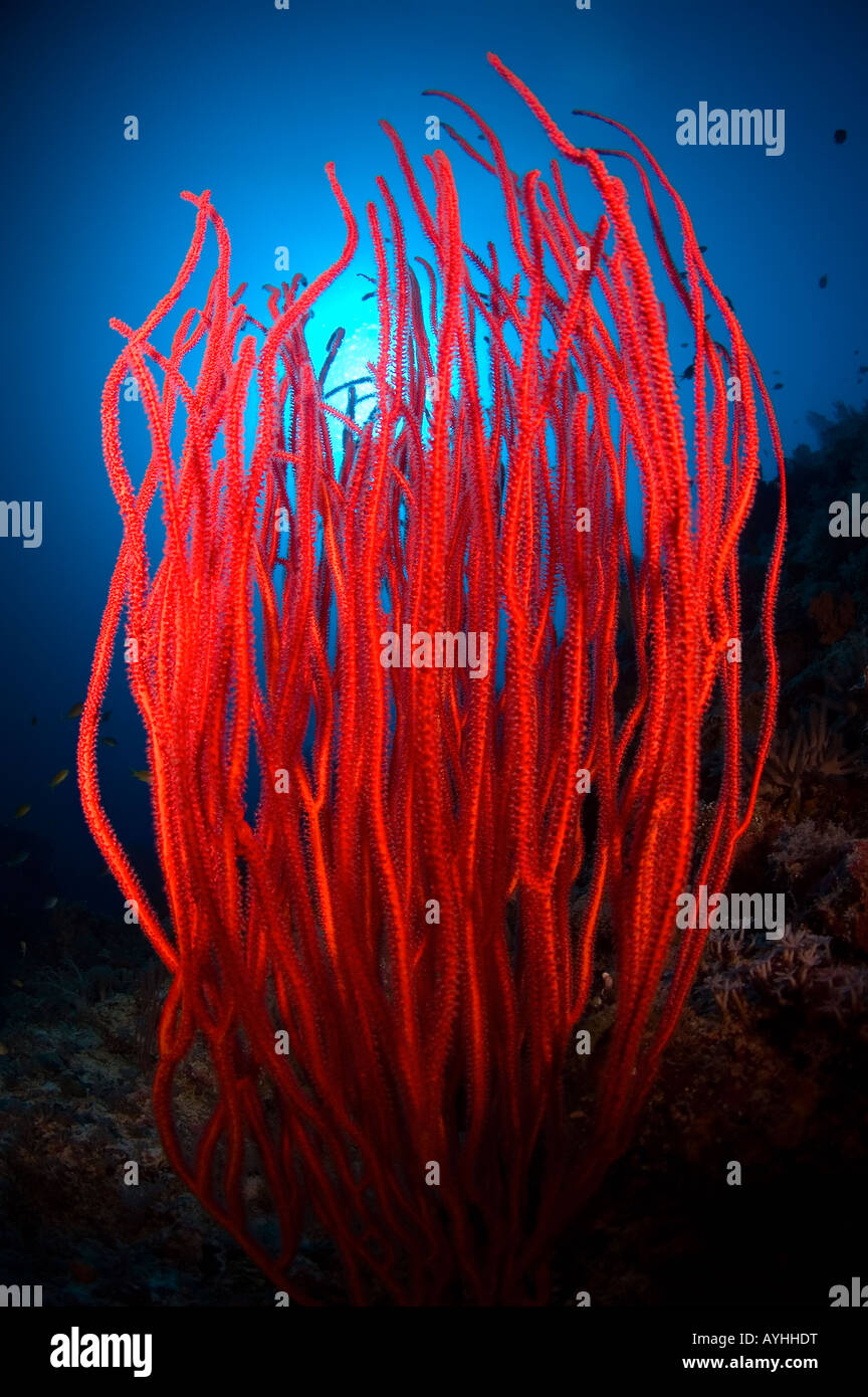 Red sea whips Menella sp Layang Layang atoll Sabah Borneo Malaysia ...