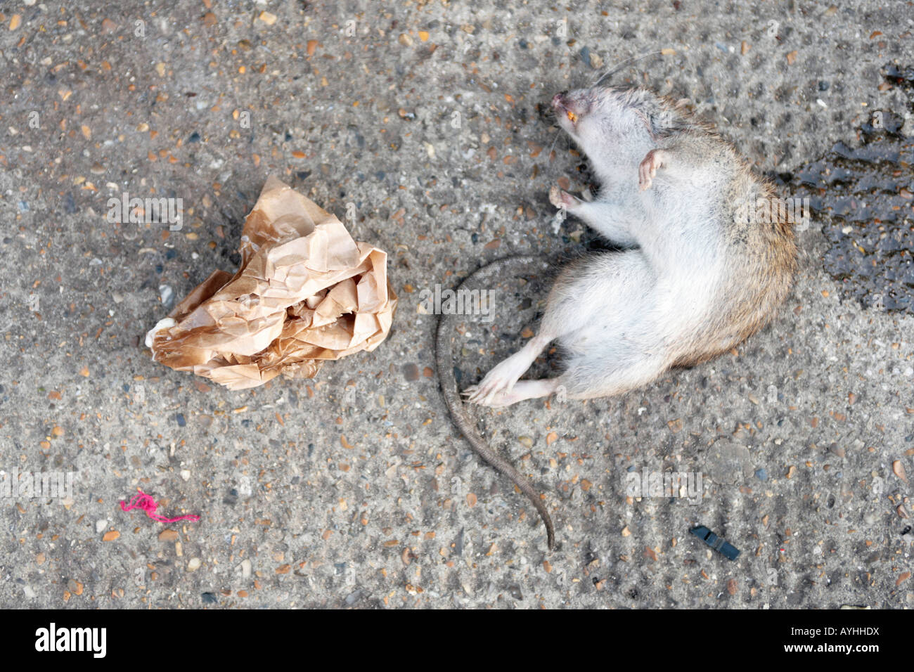 Dead rat hi-res stock photography and images - Alamy