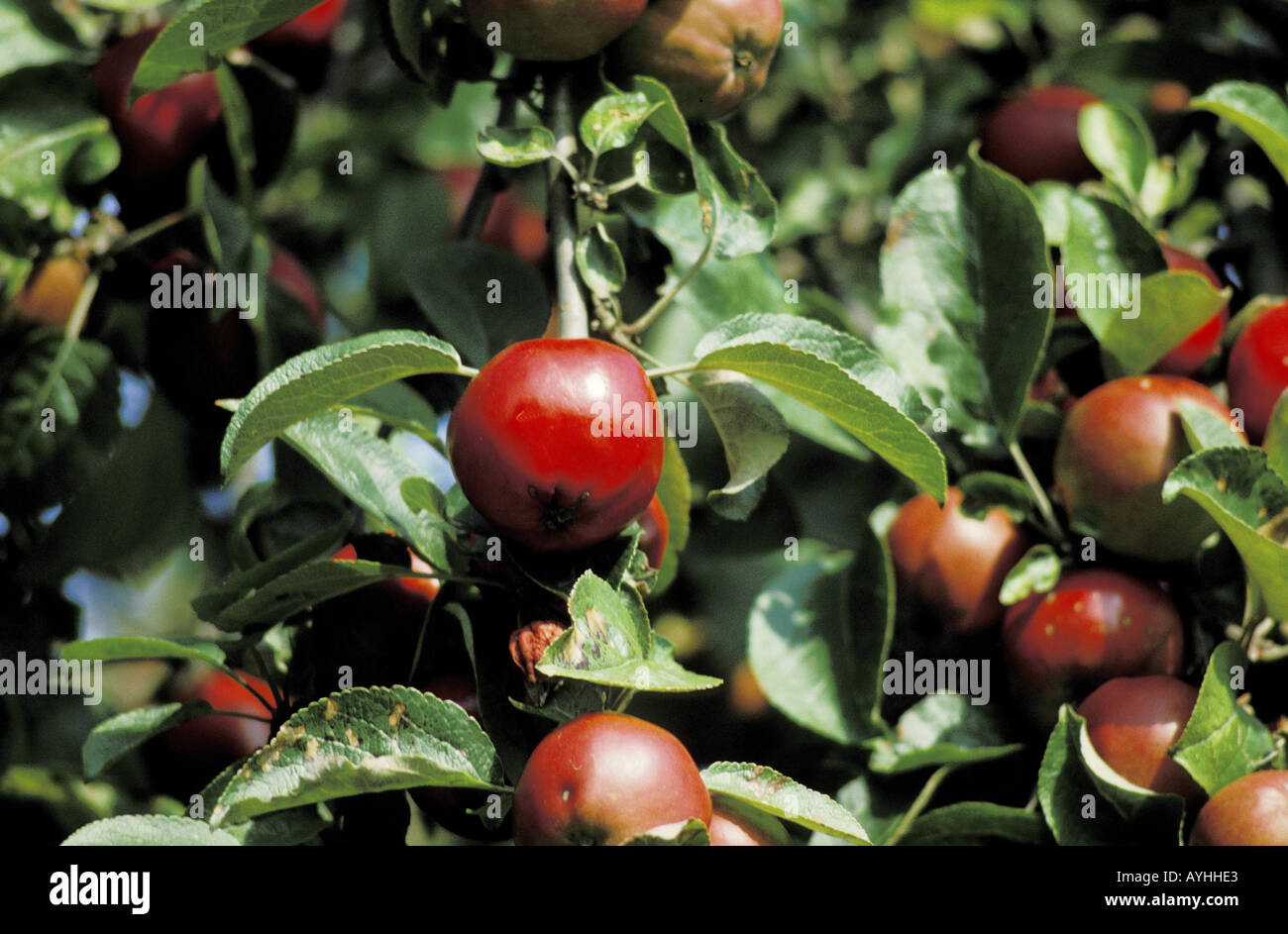 Reife apfel hi-res stock photography and images - Alamy