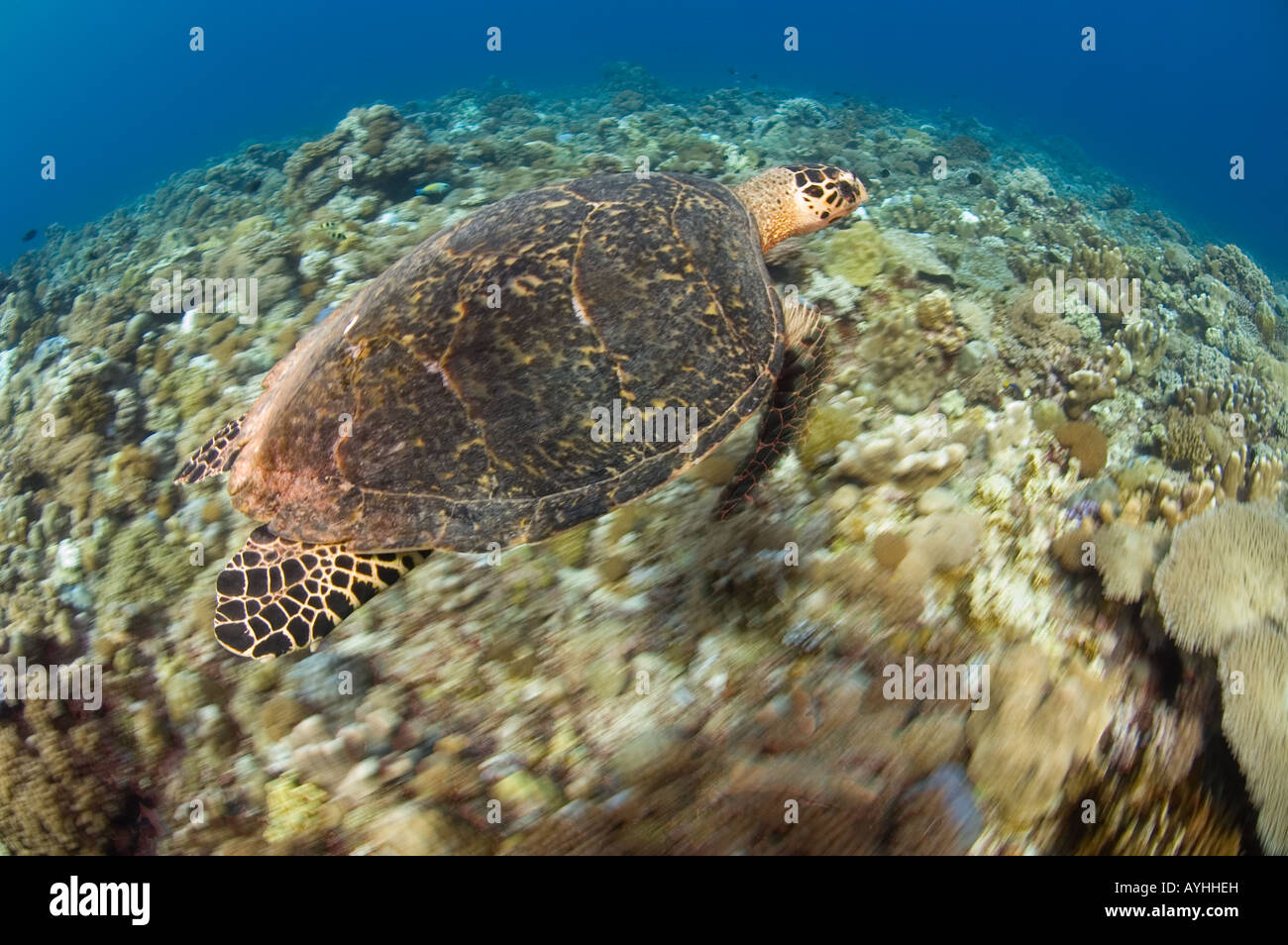 Slow motion hawksbill sea turtle hi-res stock photography and images ...
