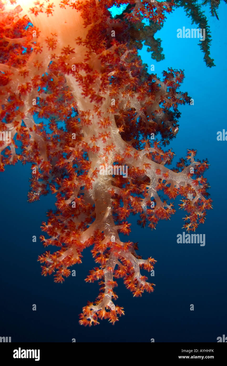 Soft coral Dendronephthya sp in a deep blue sea Layang Layang atoll ...