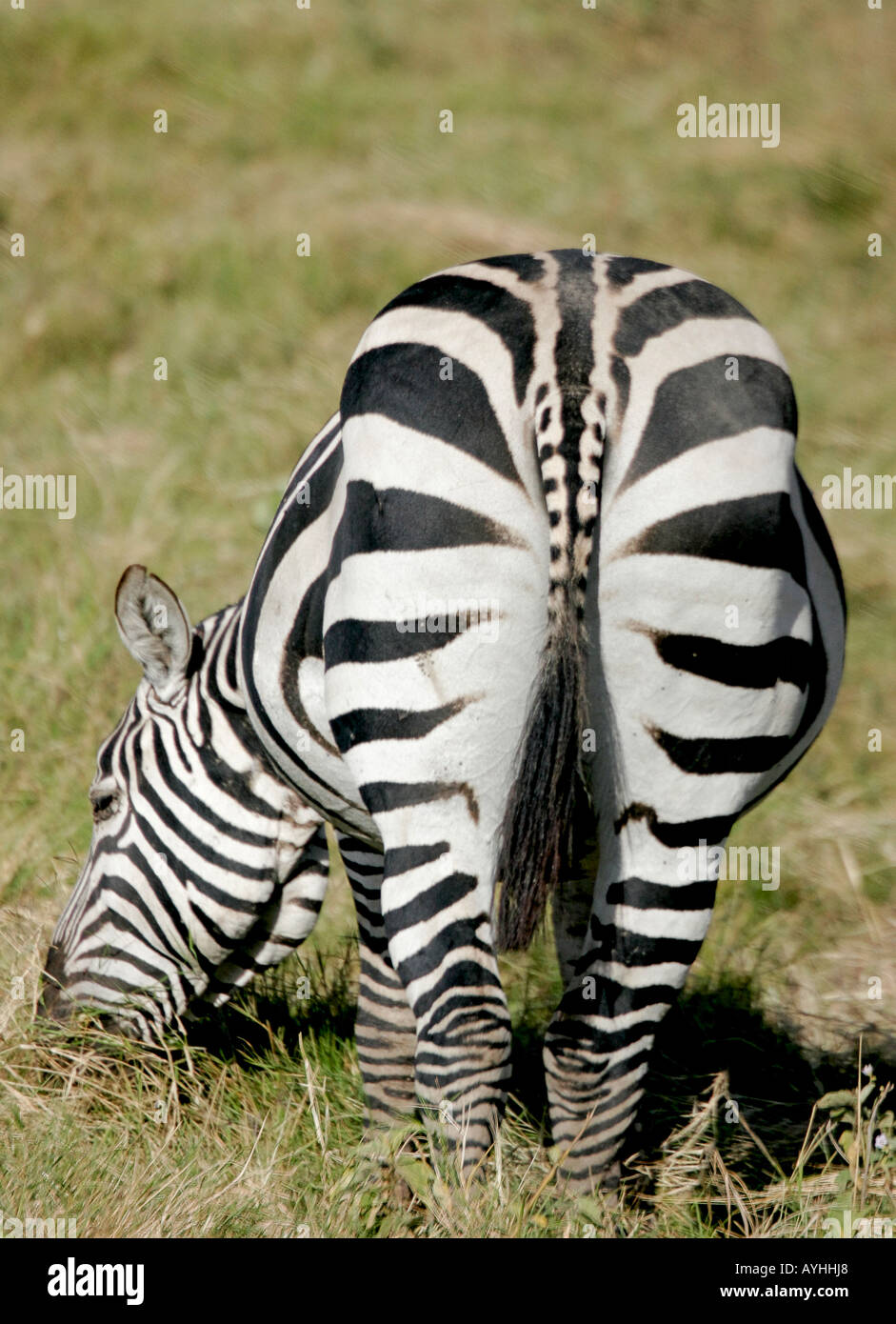 Rear end of zebra hi-res stock photography and images - Alamy
