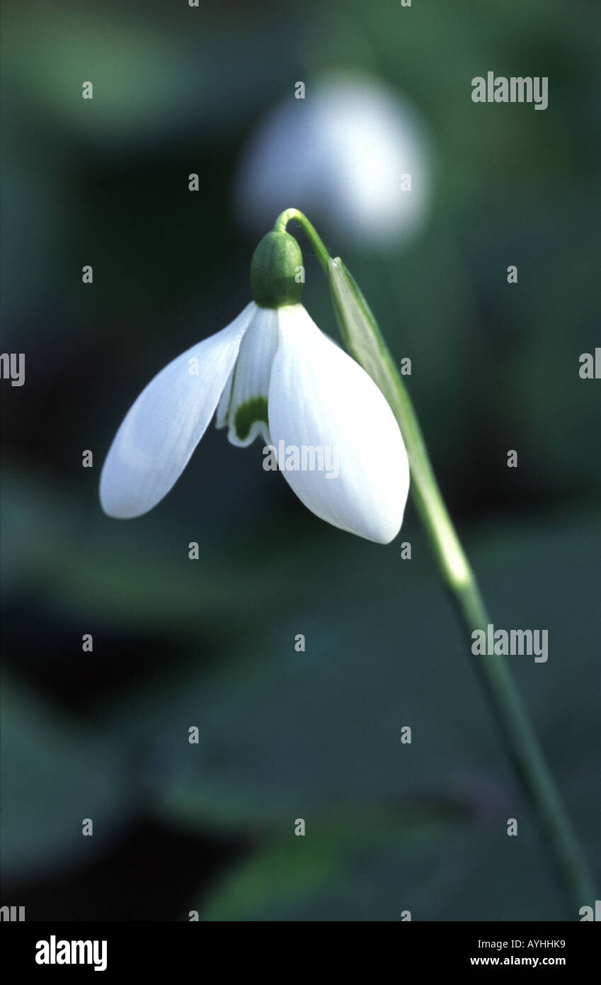 Snowdrop Galanthus Sam Arnott Stock Photo - Alamy