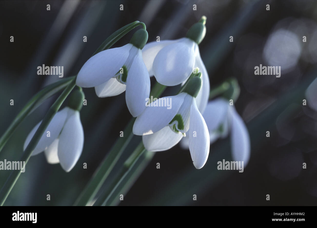 Arnott galanthus hi-res stock photography and images - Alamy