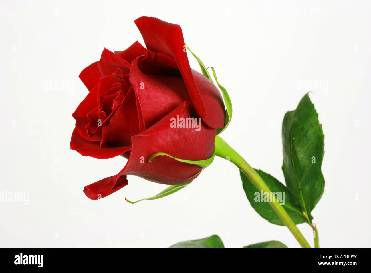 Single stem bright red rose with green leaves and white cut out ...