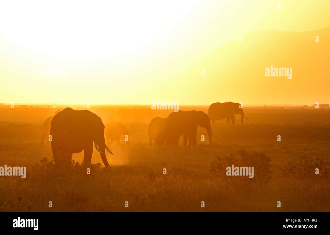 Elephants at sunset hi-res stock photography and images - Alamy