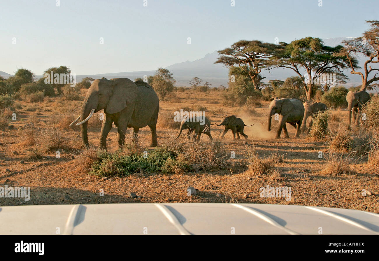 Safari van elephant hi-res stock photography and images - Alamy