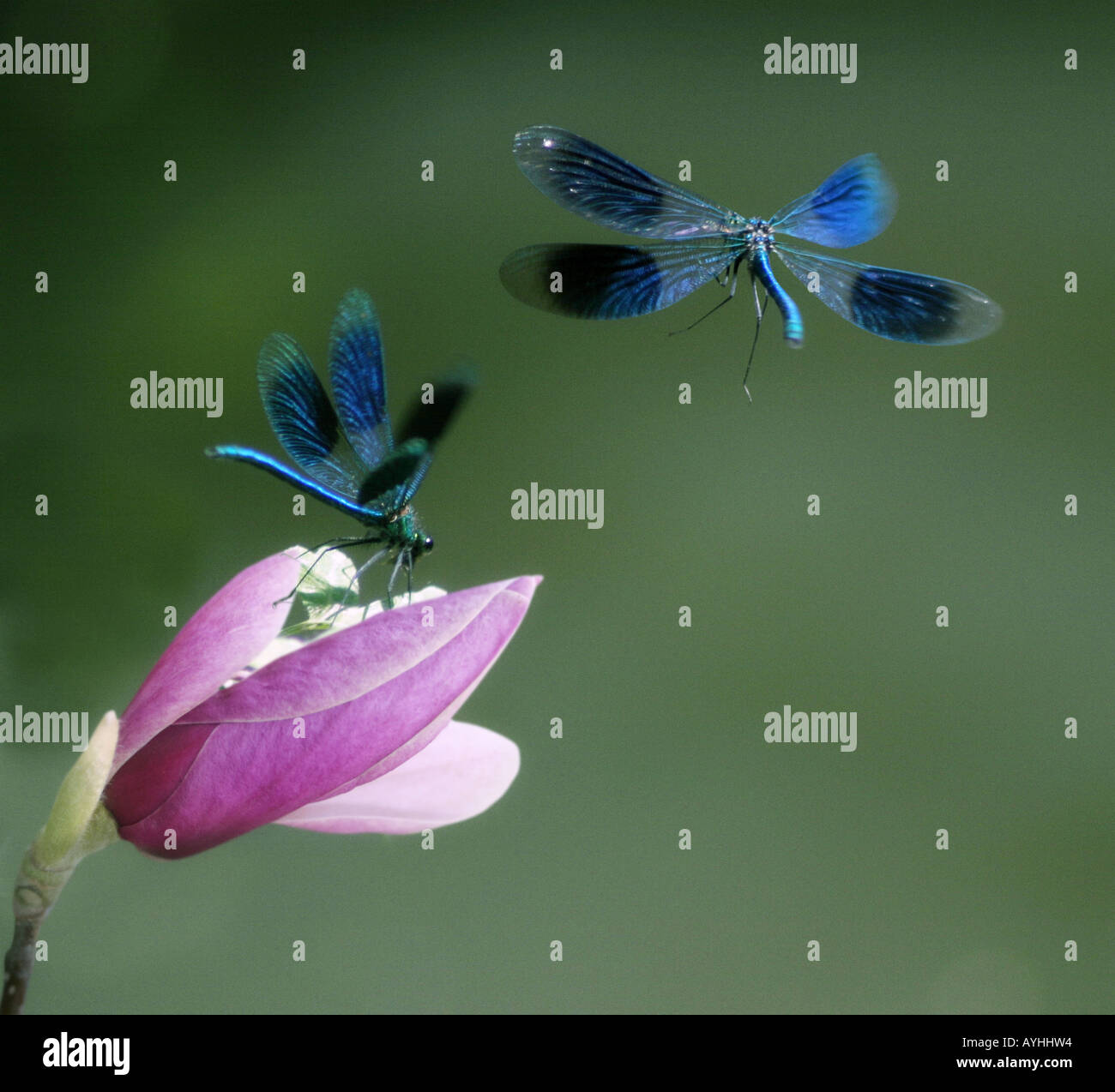 two blue damsel flies Stock Photo - Alamy