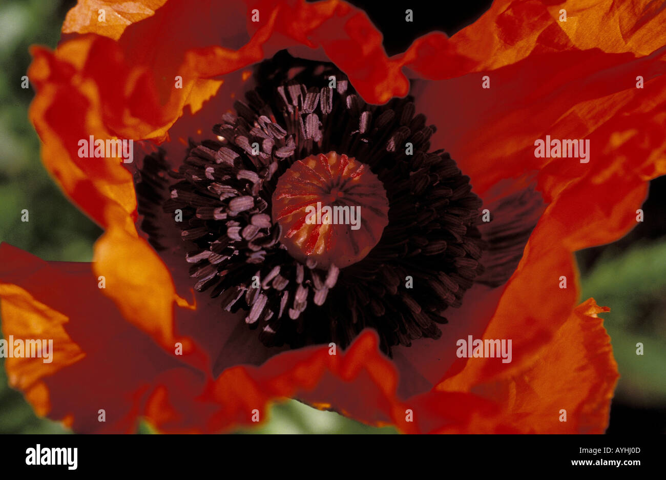 Mohnblume nahaufnahme hi-res stock photography and images - Alamy