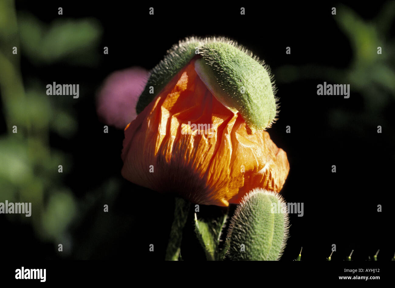 Mohn kapsel hi-res stock photography and images - Alamy