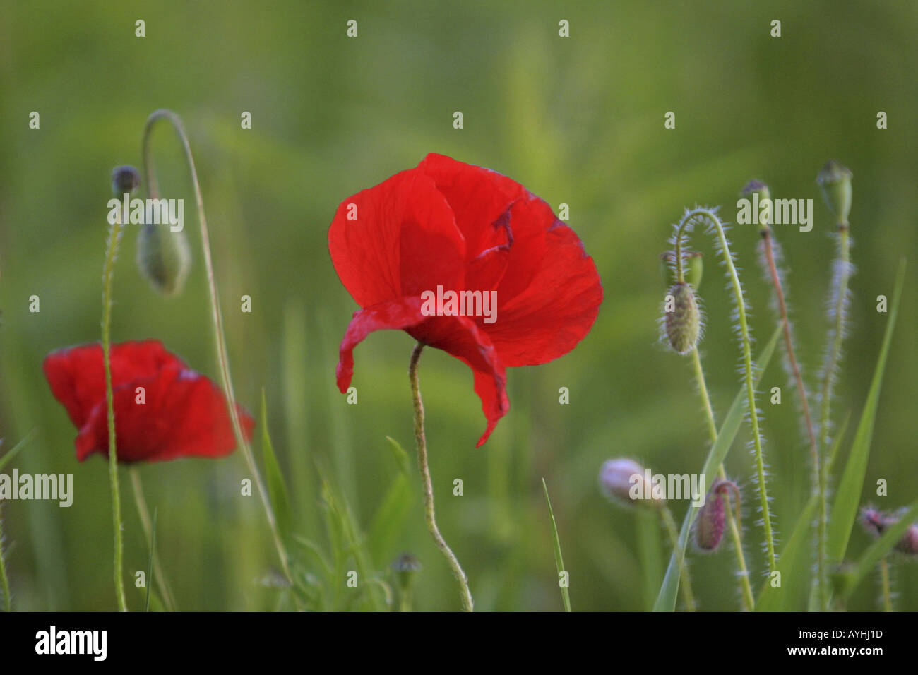 Mohnblumenwiese hi-res stock photography and images - Alamy