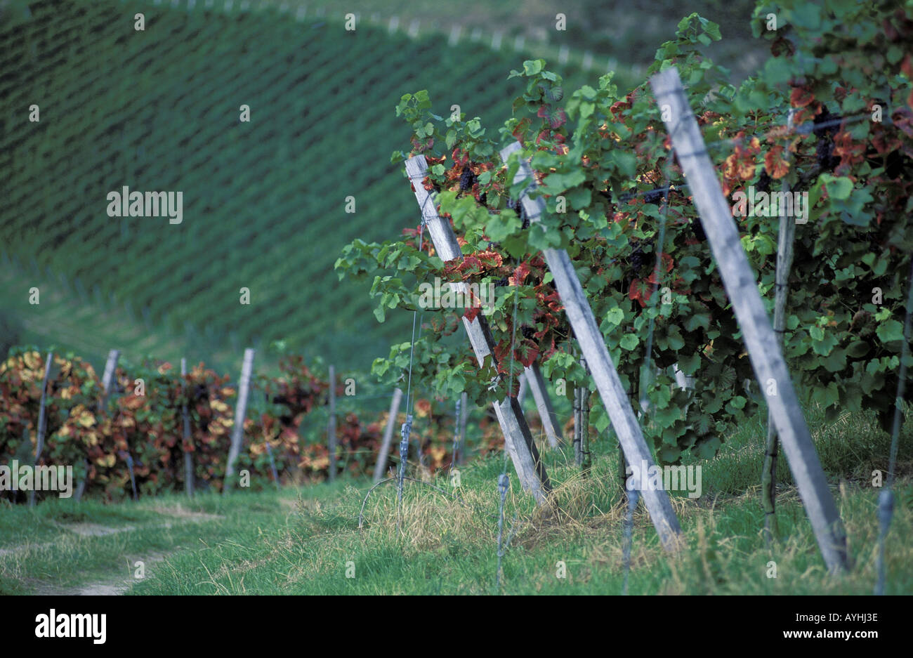 Weinberge deutschland grape hi-res stock photography and images - Alamy