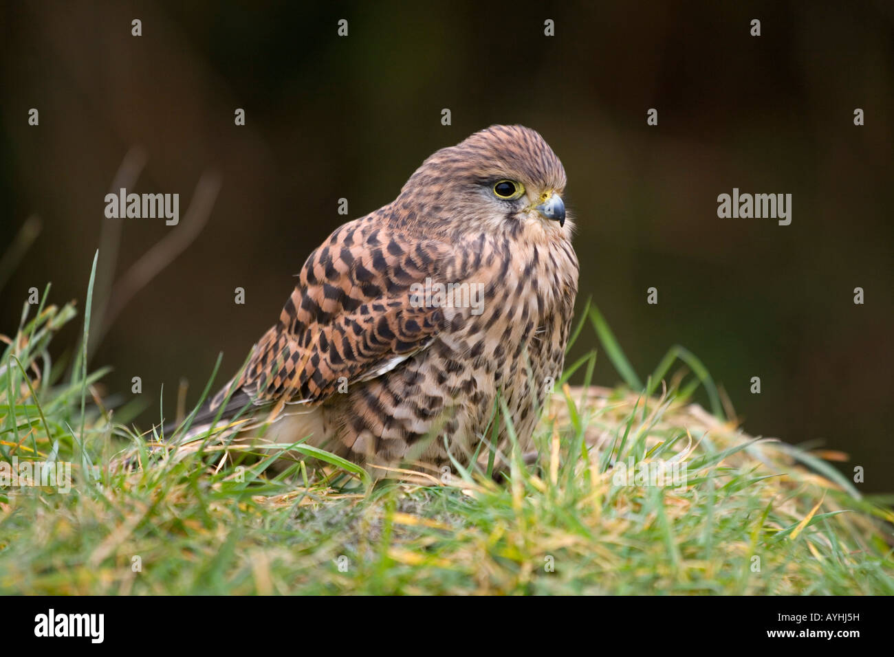 kestrel Falco tinnunculus female Stock Photo - Alamy