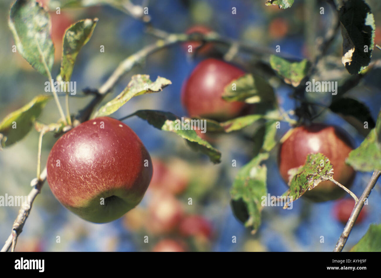 Apfel am baum hi-res stock photography and images - Alamy