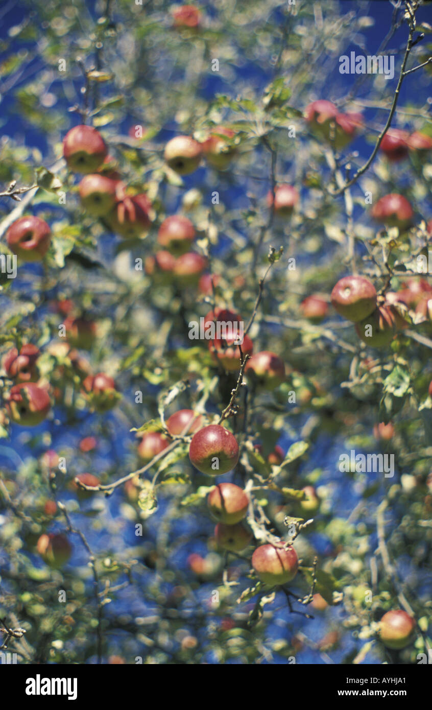 Apfel am baum hi-res stock photography and images - Alamy