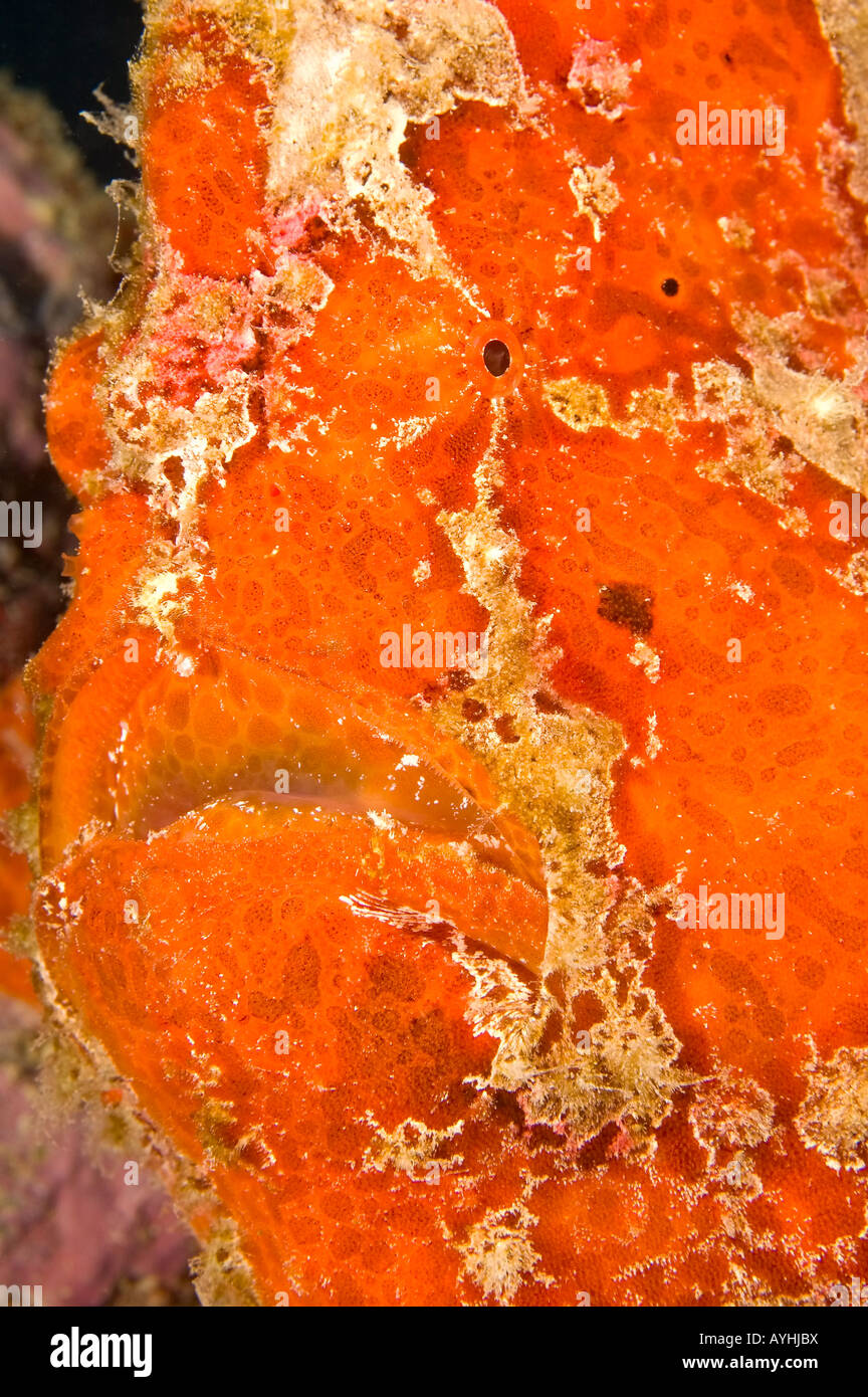 Giant frogfish portrait Antennarius commersoni also known as Anglerfish ...