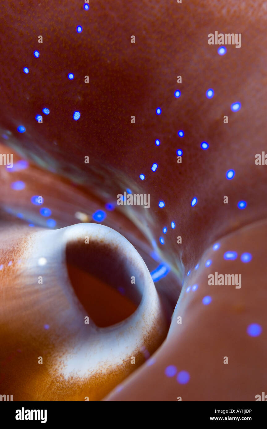 Close detail of a Tridacna clam Tridacna sp Yap Federated States of ...