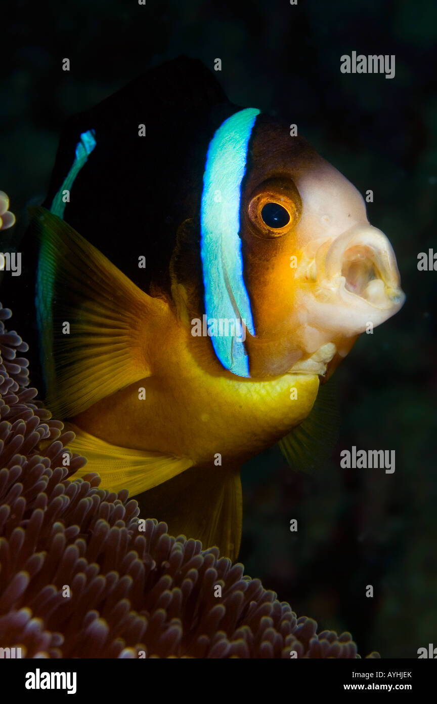 Orangefin anemonefish Amphiprion chrysopterus living in Haddon s Sea ...