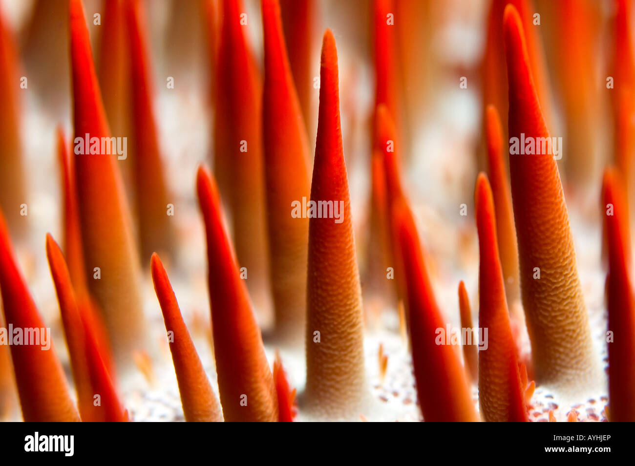 Crown of Thorns Starfish Acanthaster planci showing detail of sharp ...