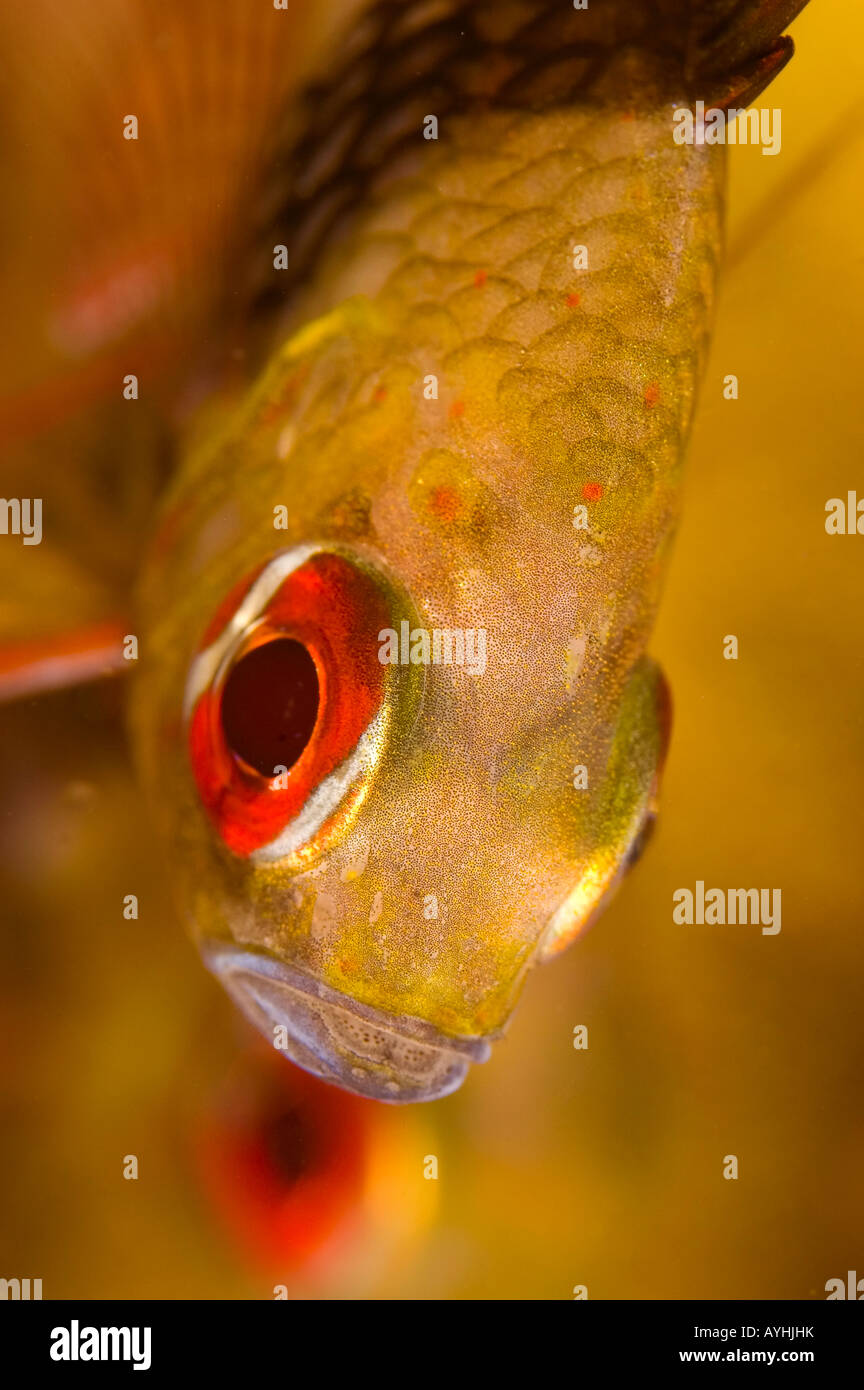 Pajama Cardinalfish portrait Sphaeramia nematoptera Yap Federated ...